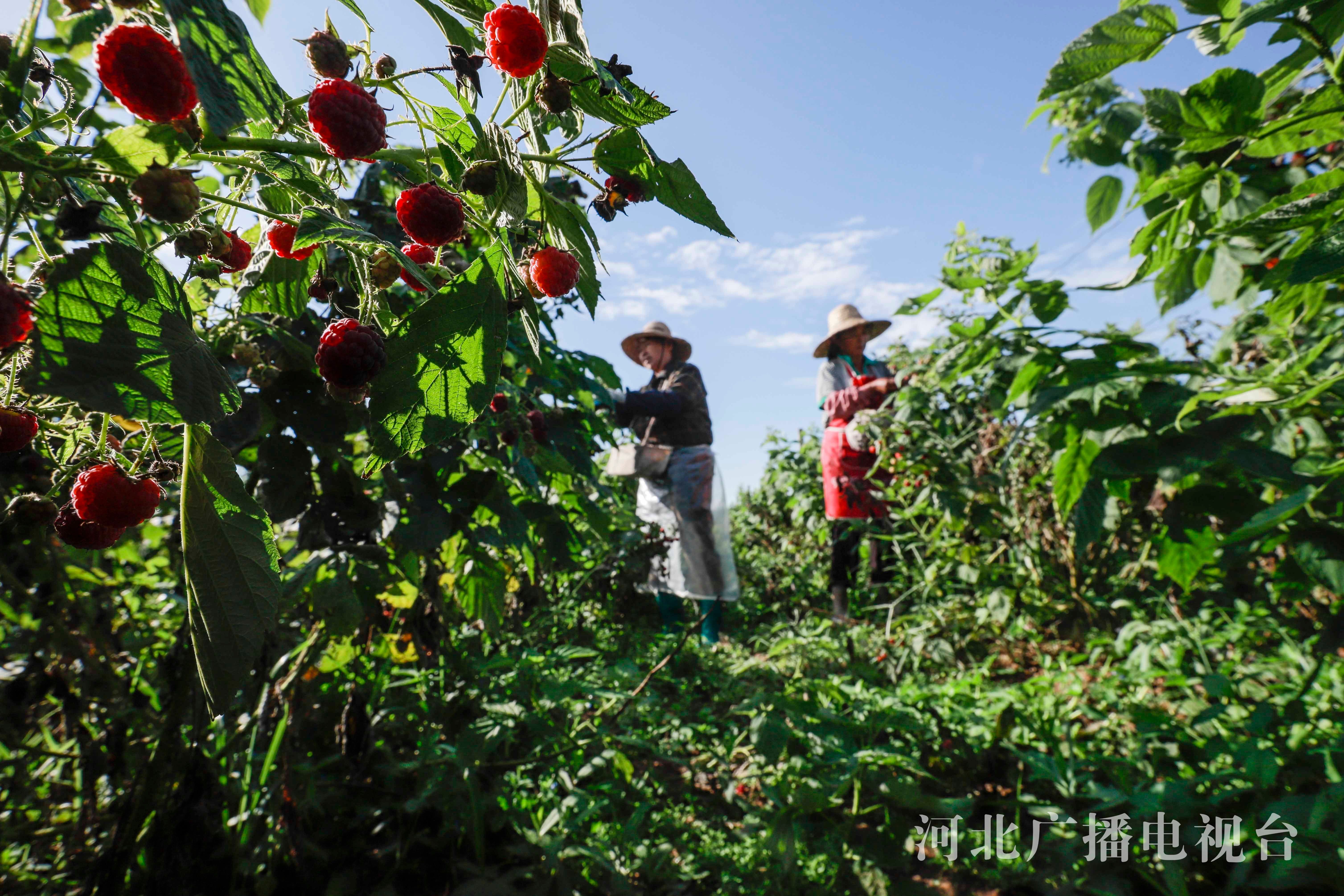 唐山迁西：山地种植树莓 农民增收