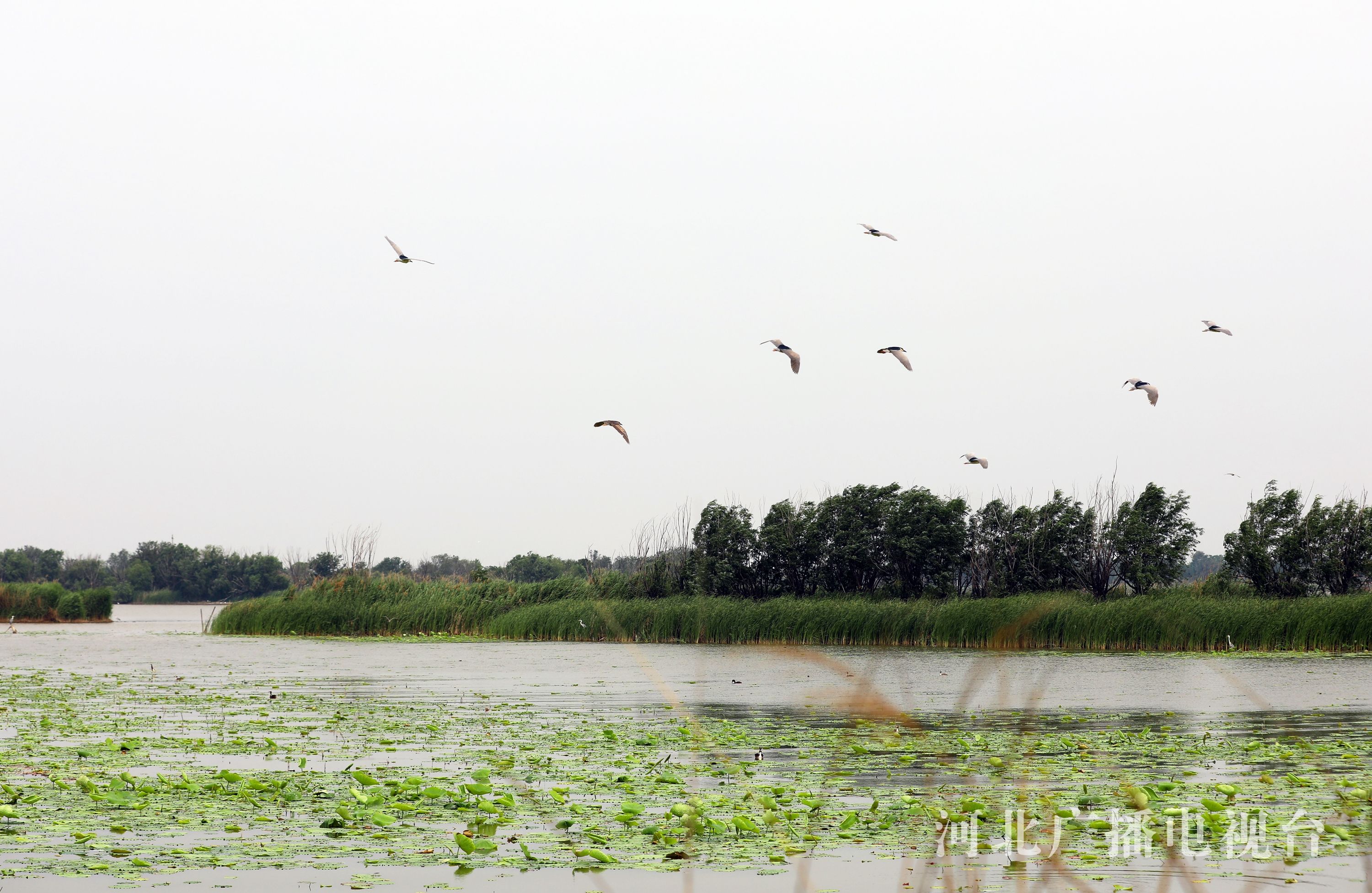 衡水湖：6月中旬将迎来幼鸟集中出巢的观测高峰